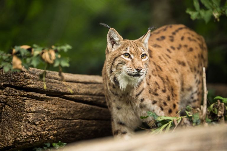 Onko Ilves vaarallinen? | Kysymyksiä.com