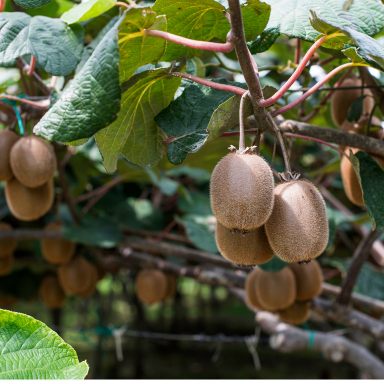 Missä kiivi kasvaa? | Kysymyksiä.com