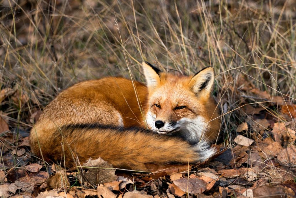 Mitä kettu syö? | Kysymyksiä.com