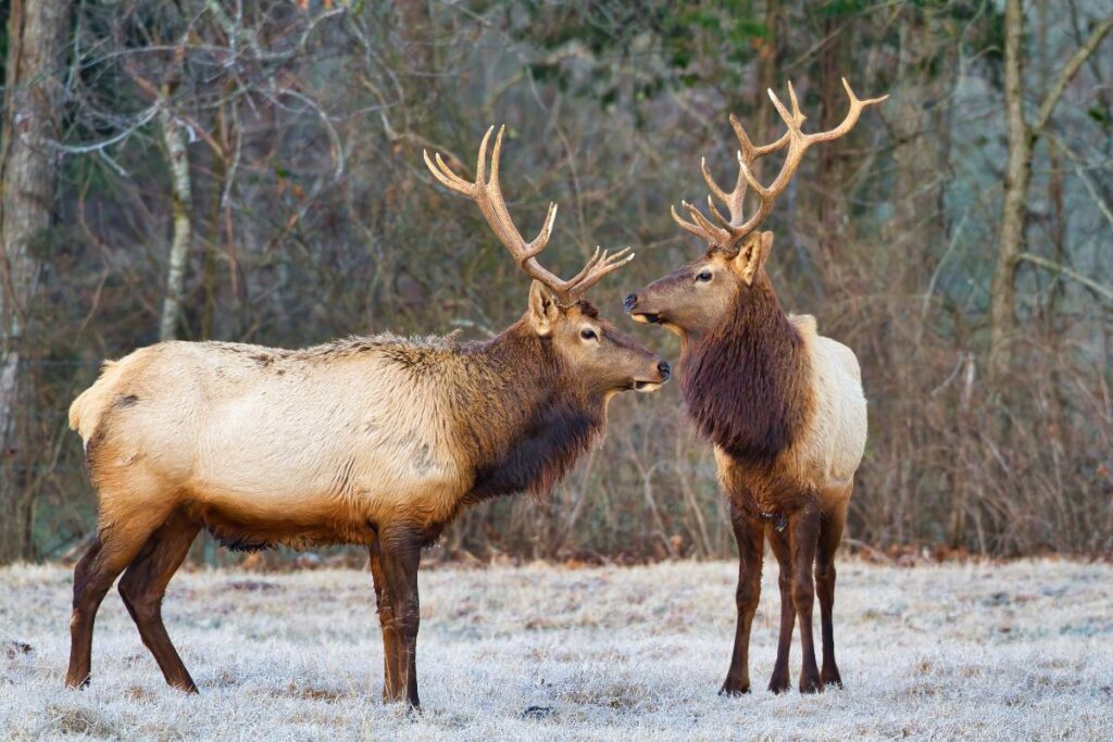 Milloin Suomi itsenäistyi? | Kysymyksiä.com